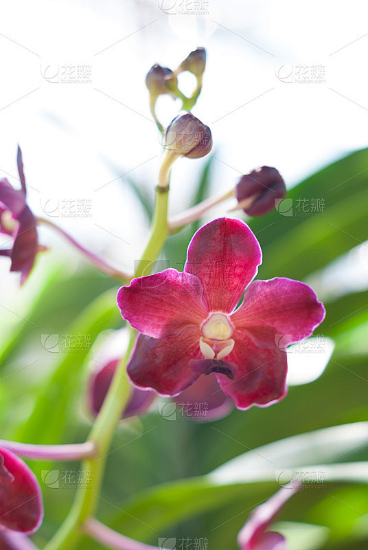 Vanda orchid