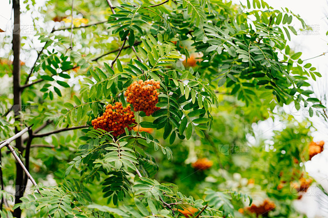 Rowanberry。树枝与橙色的山白蜡树浆果和绿色的叶子。秋天。