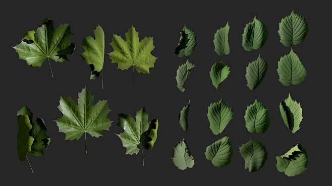 Maple | Hazel-花瓣网