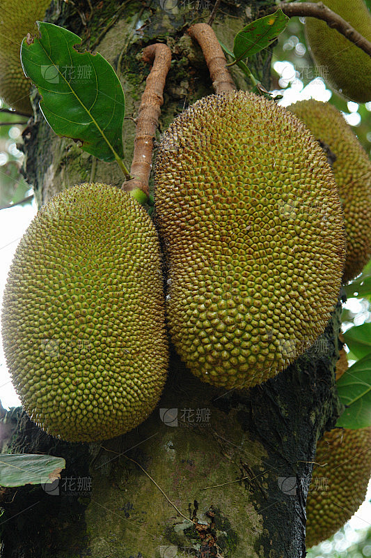 durio