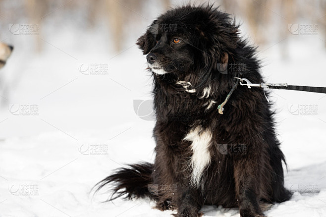 一只长着白色斑点的黑色长毛狗在冬天坐在户外的雪地里，映衬着森林的背景。一种动物不寻常的红色眼睛。用皮
