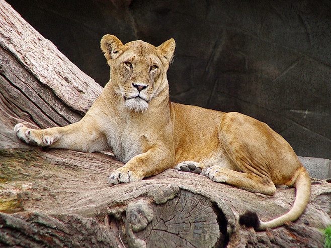 Lions Flickr (1)