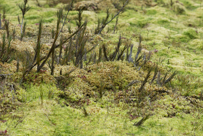 Mossy Bog (14)