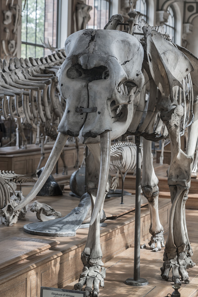 Skulls & Bones (518)