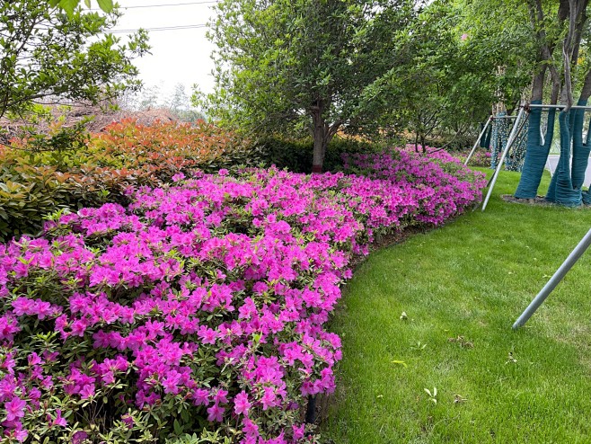 毛杜鹃（锦绣杜鹃、春鹃、毛鹃）