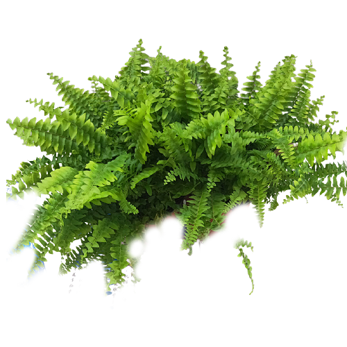 波斯顿蕨-removebg-preview