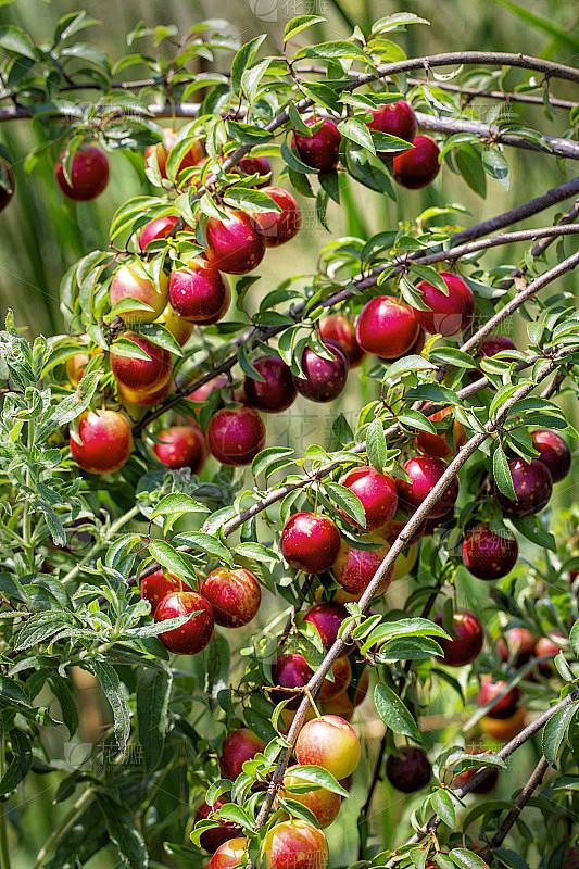 分支与cherry-plums