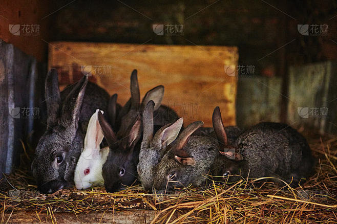 兔子在农场吃东西