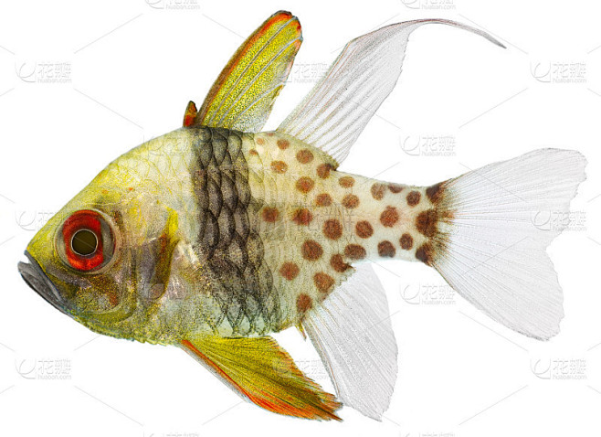 红衣主教鱼(球翅目)