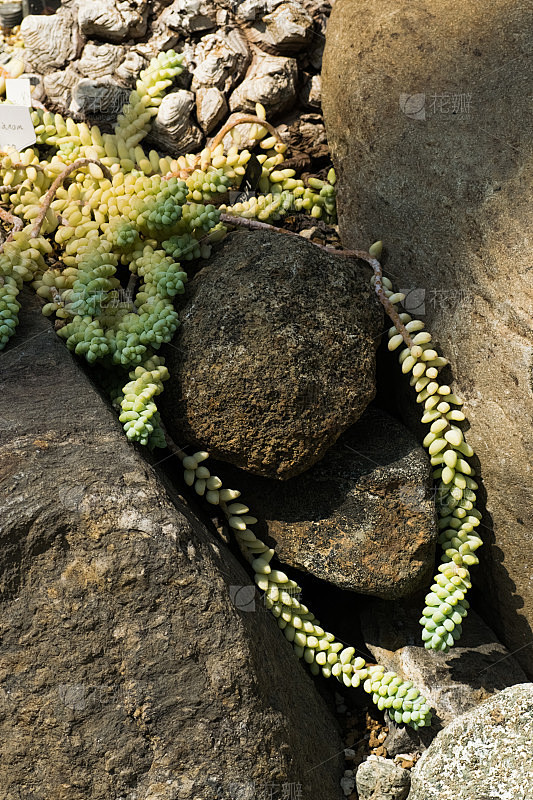 塔马苏里， 塞杜姆 · 摩根亚努姆， 克拉苏拉塞