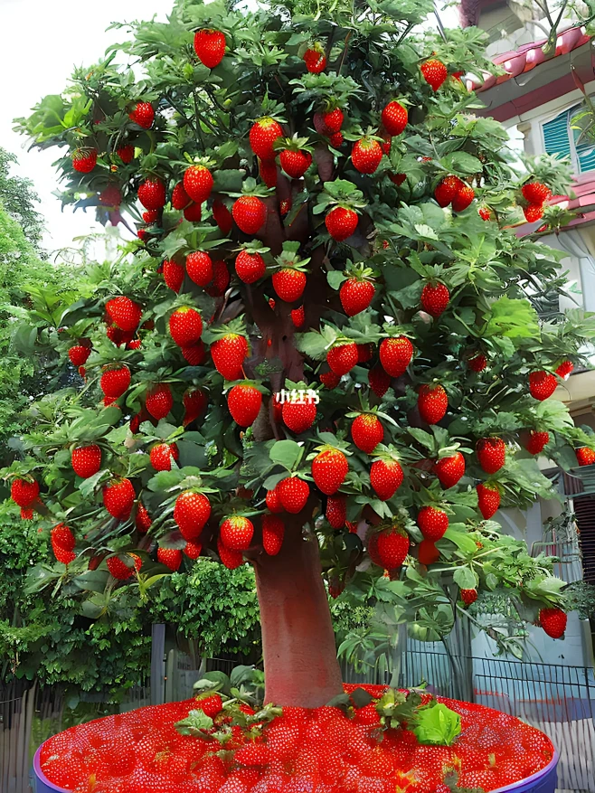 草莓树-花瓣网