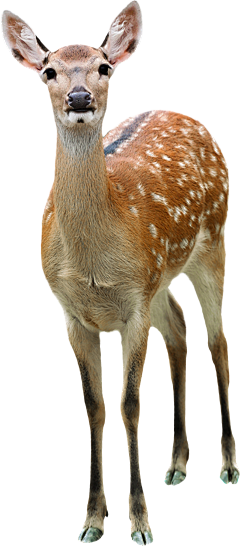 动物-花瓣网|陪你做生活的设计师 | sparent HD Photo Clipart) | Photo clipart, Spirit ...