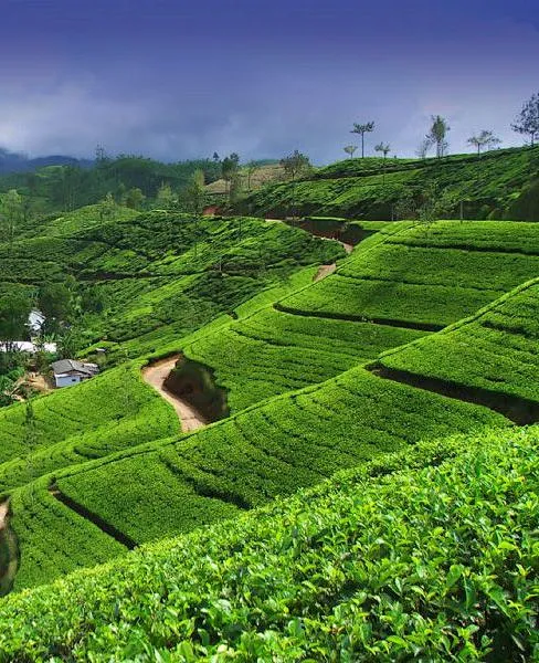 Tea estates in Kandy, Sri Lanka. These are so beautiful and so British ...