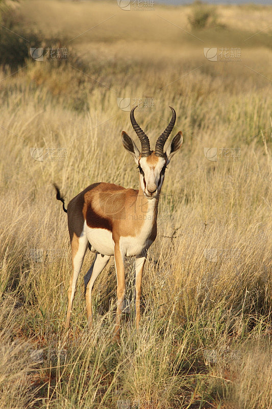 白色springbuck小腿