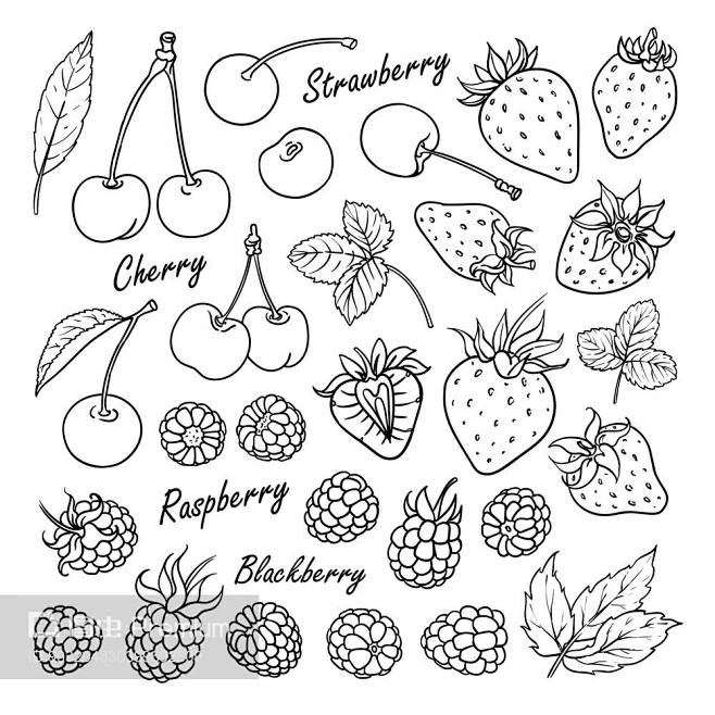 一组矢量水果和浆果：樱桃，草莓，覆盆子，黑莓。手绘收集设计，隔离在白色。黑色线条素描,Set of vector fruits and ...