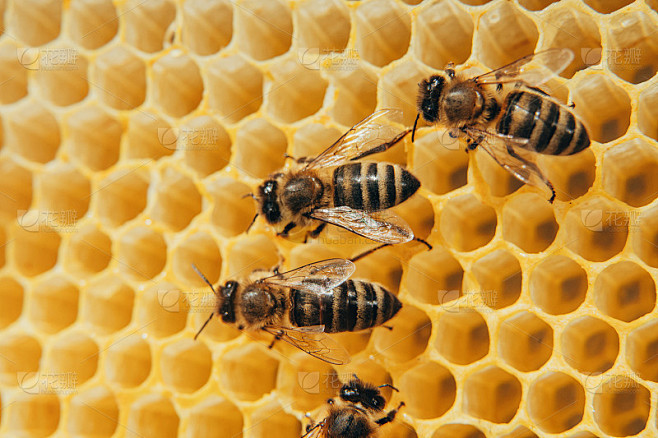 蜜蜂把花蜜变成蜂蜜。特写,宏观视图。蜜蜂孵化-卵，幼虫和蛹，由蜜蜂在固定的细胞中培养。