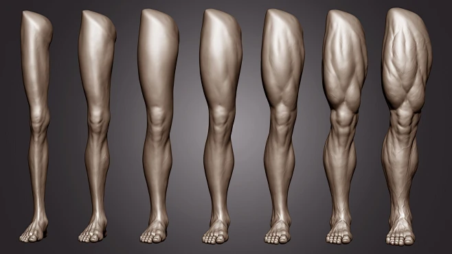 Male Leg Anatomy Study – Leg Transformation Pack-花瓣网