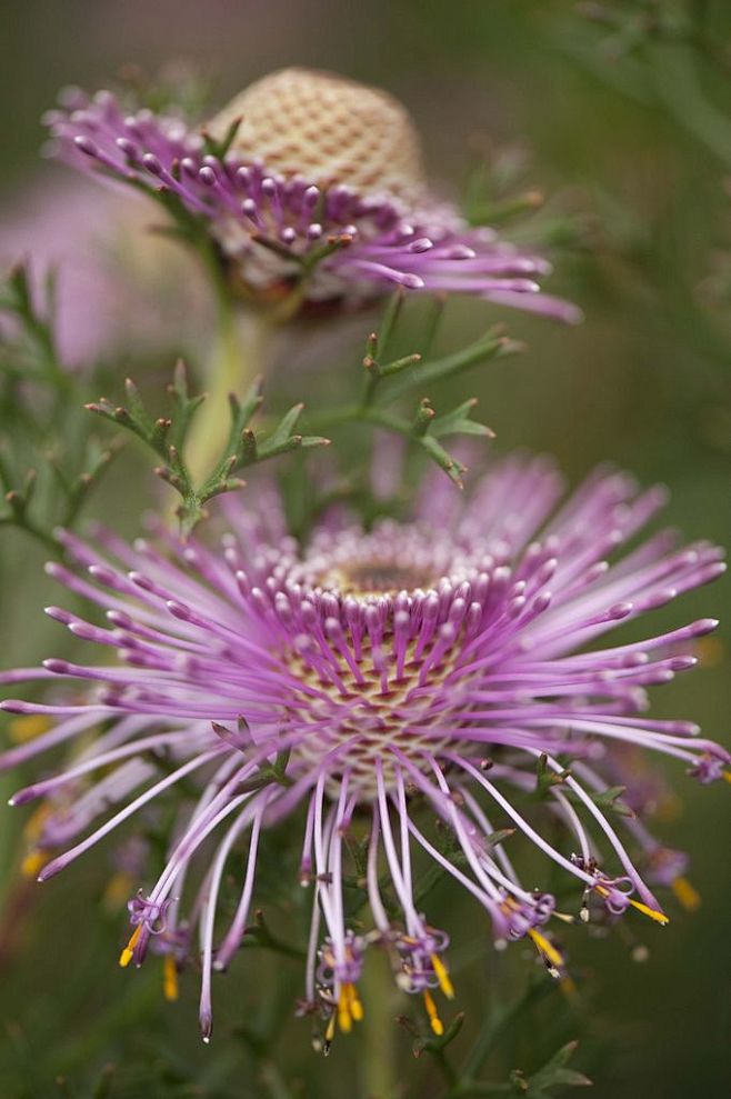 Beautiful flowers 美丽的花朵