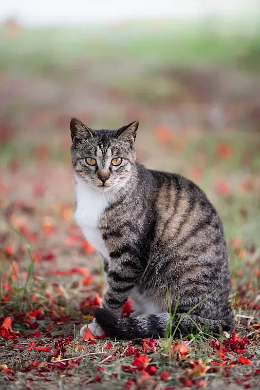 狸花猫图片下载-花瓣网
