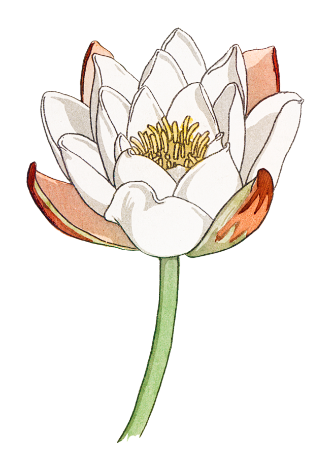 YUKI-MPV插画植物 (77)