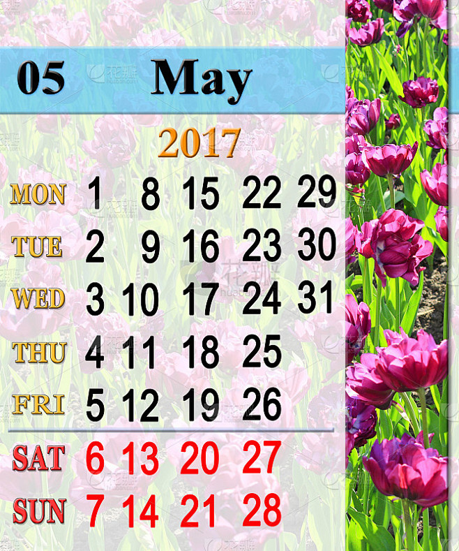 带有淡紫色郁金香的2017年5月日历