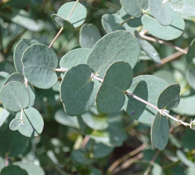 尤加利 Eucalyptus