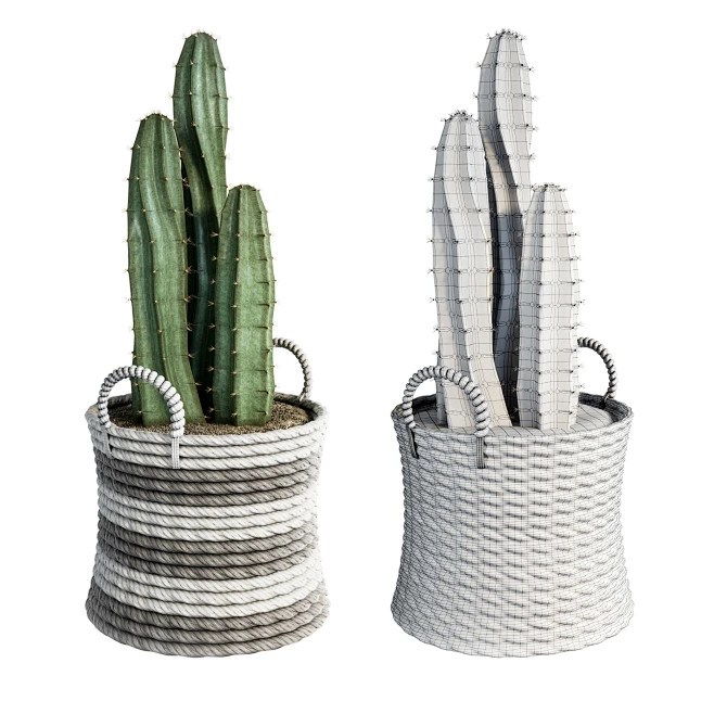 Cactus set-花瓣网