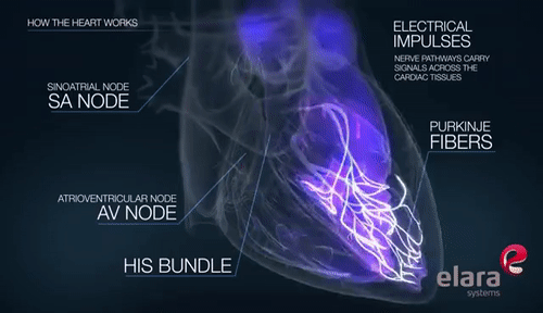 How The Heart Works- 3D Animation cardiovascular system, Heart ...