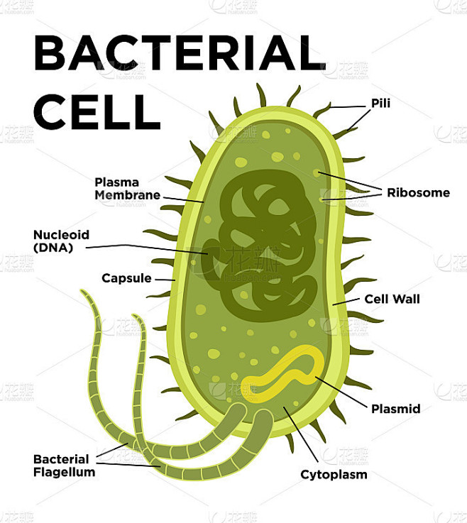 现代插图向量。用类核DNA和核糖体标记芽孢杆菌细胞上的结构。外部结构包括蒴果、毛和鞭毛。