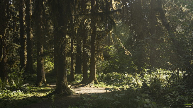 Ancient Forest (106)