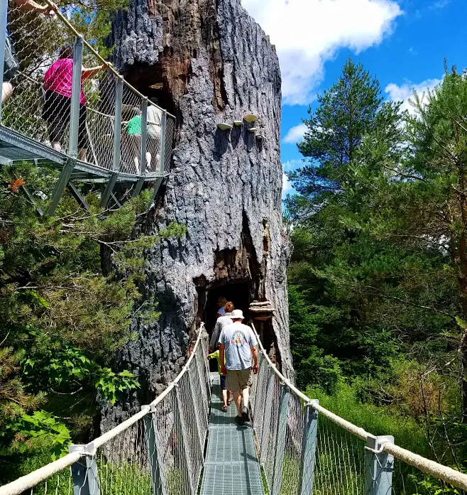 有树穴、鸟巢、空中儿童蜘蛛网的超级野生步道 Wild Walk by Linearscape -mooool设计-花瓣网