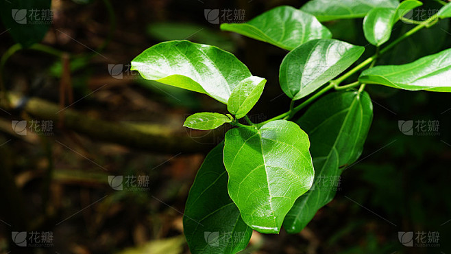 cocculus orbiculatus