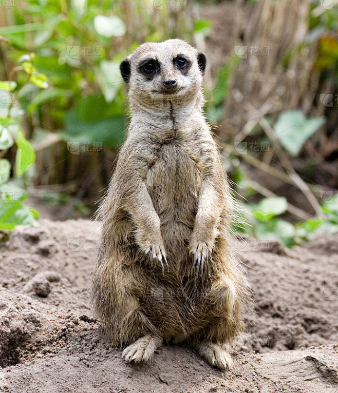 Meercat