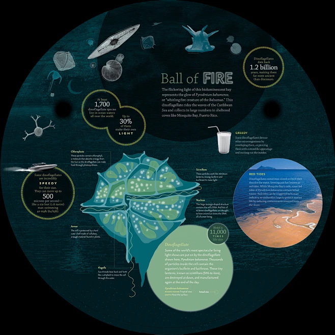 Creatures of Light: Nature's Bioluminescence - Graphis-花瓣网