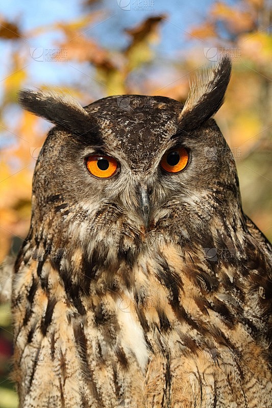 不是吗?ischer Uhu