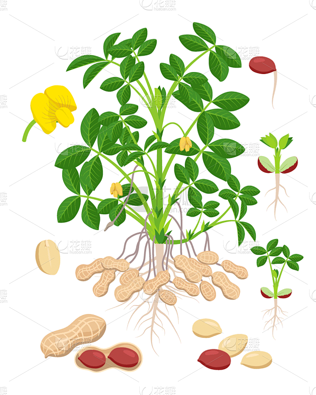 peanut growth parts and stages - set botanical