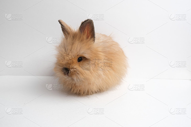 可爱的毛茸茸的姜黄色兔子，兔子。