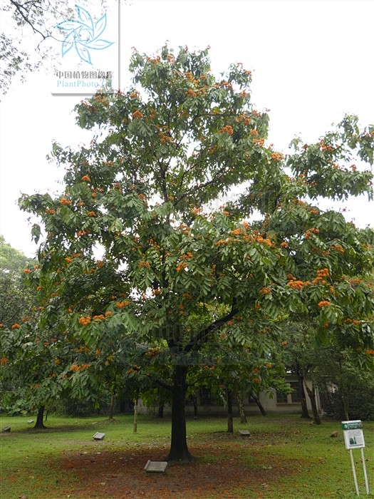 Saraca dives 中国无忧花