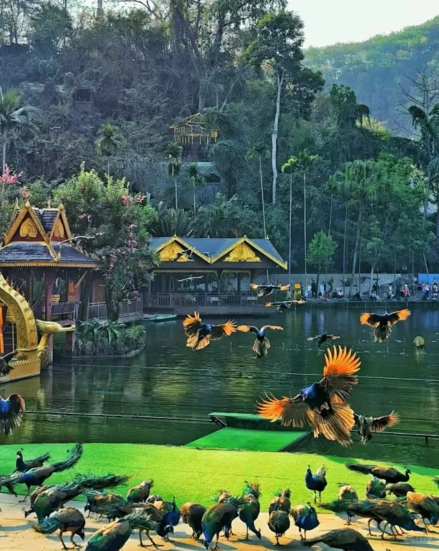 原始森林公园-花瓣网