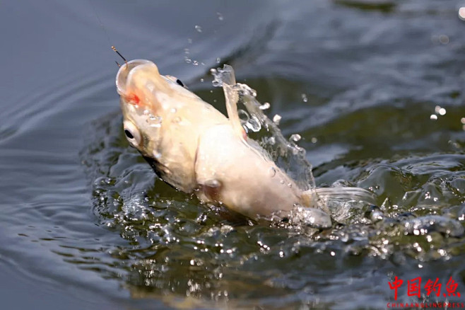 场预选赛完赛_比赛@炎帝 萧炎