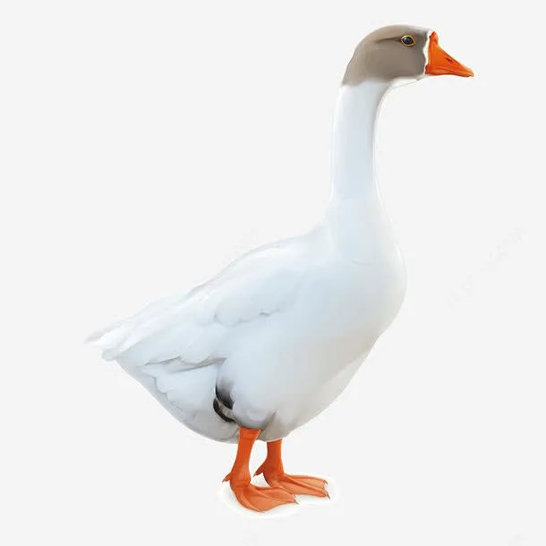 矢量鸡鸭鹅白色逼真大鹅png免抠素材_新图网ixintu.com-花瓣网