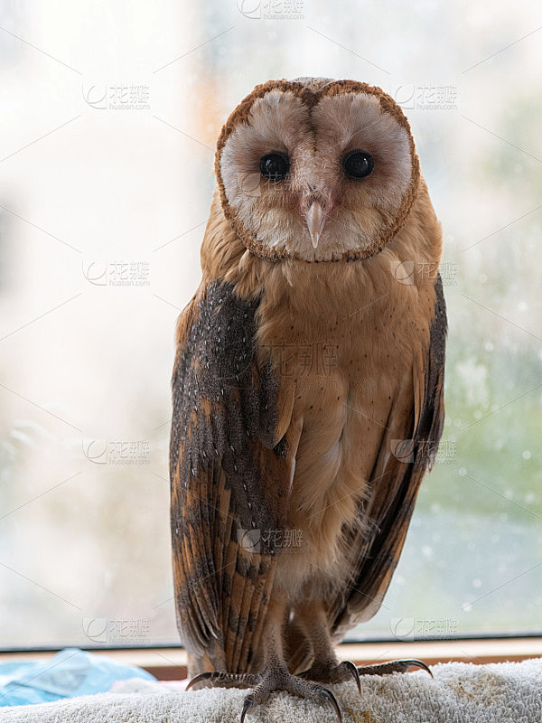 常见的谷仓猫头鹰。Tyto alba，特写