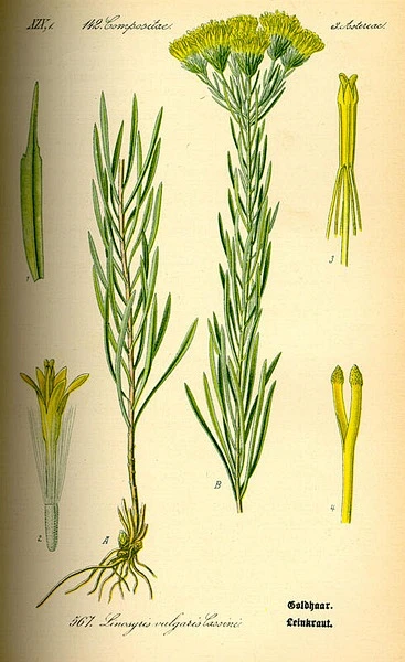 Otto Wilhelm Thomé（1840-1925）是德国的植物学家和植物艺术家，他最为杰出的工作就是《德国、奥地利和瑞士植物图志》。这 ...