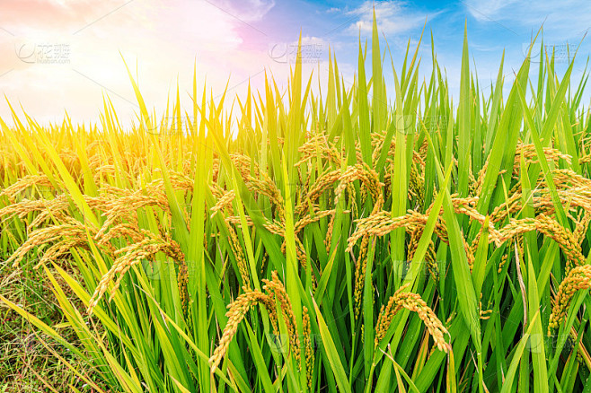 秋天成熟的稻田