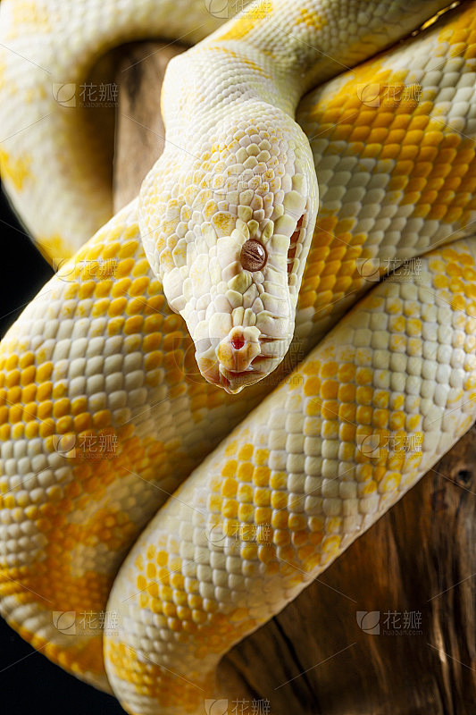 白化Python 1