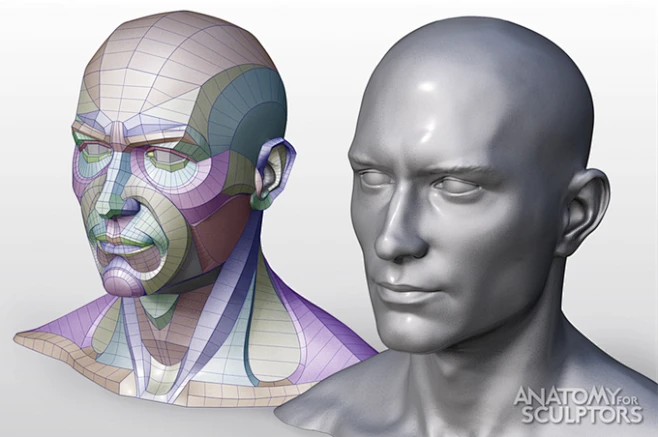 Form of The Head and Neck - by Anatomy For Sculptors : Form of The Head ...