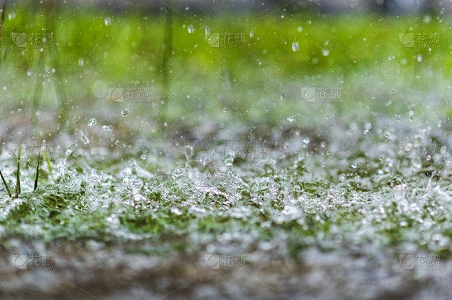 草坪,草,水滴,雨,菜园,暴雨,湿,纯净,清新,自然界的状态