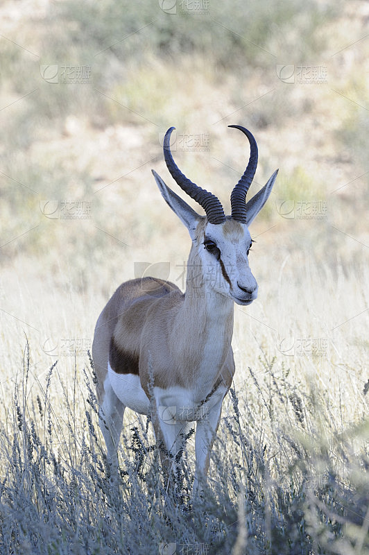 Springbuck ram