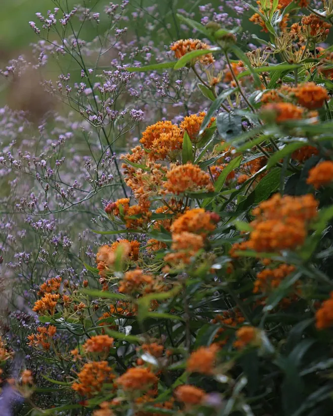 Máximapark : Máximapark图片_花园花境花海花甸图片素材-花瓣网