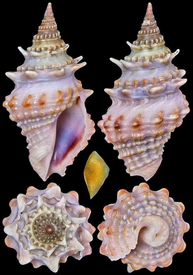 four seashells are shown with different shapes and sizes-花瓣网